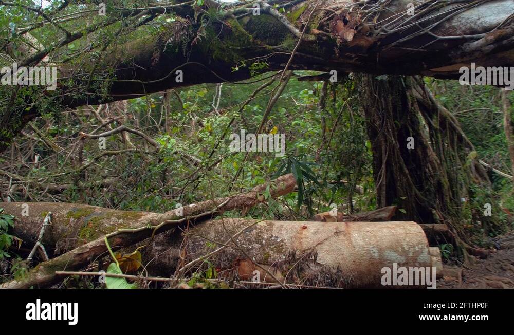 Deforestation Stock Videos & Footage - HD and 4K Video Clips - Alamy