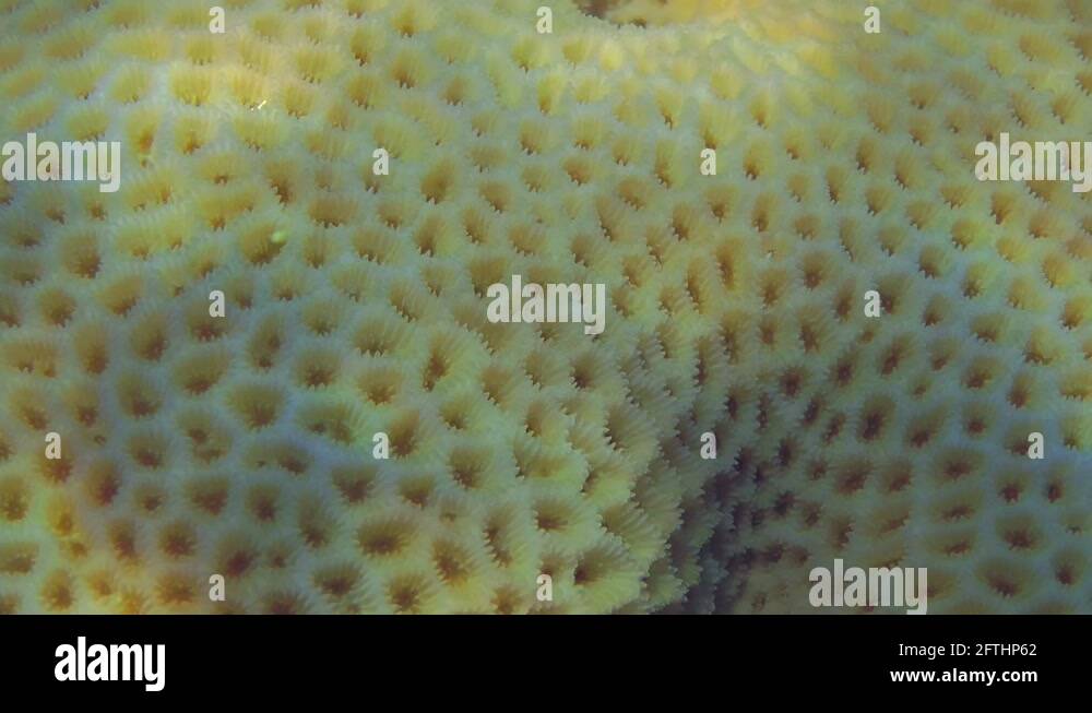 Brain types Stock Videos & Footage - HD and 4K Video Clips - Alamy