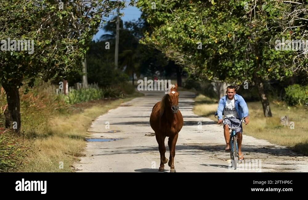 Bicycle horse road Stock Videos & Footage - HD and 4K Video Clips - Alamy
