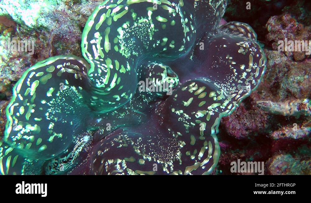 Chama gigas Stock Videos & Footage - HD and 4K Video Clips - Alamy