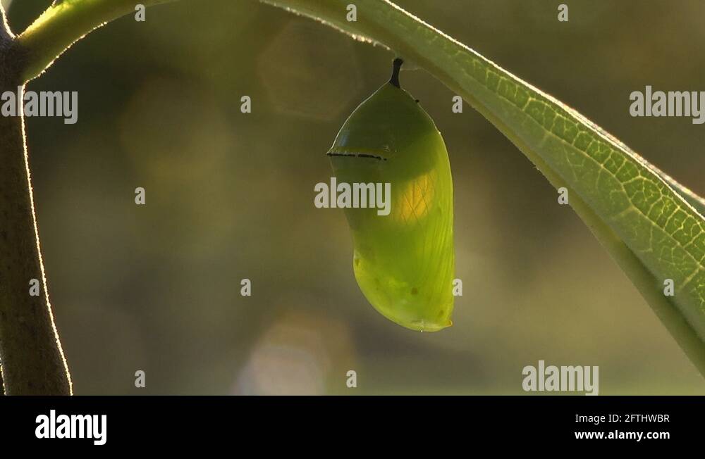 Monarch butterfly chrysalis stages Stock Videos & Footage - HD and 4K ...