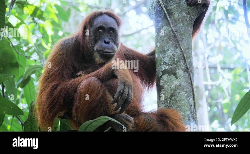 Primate facial expression Stock Videos & Footage - HD and 4K Video ...