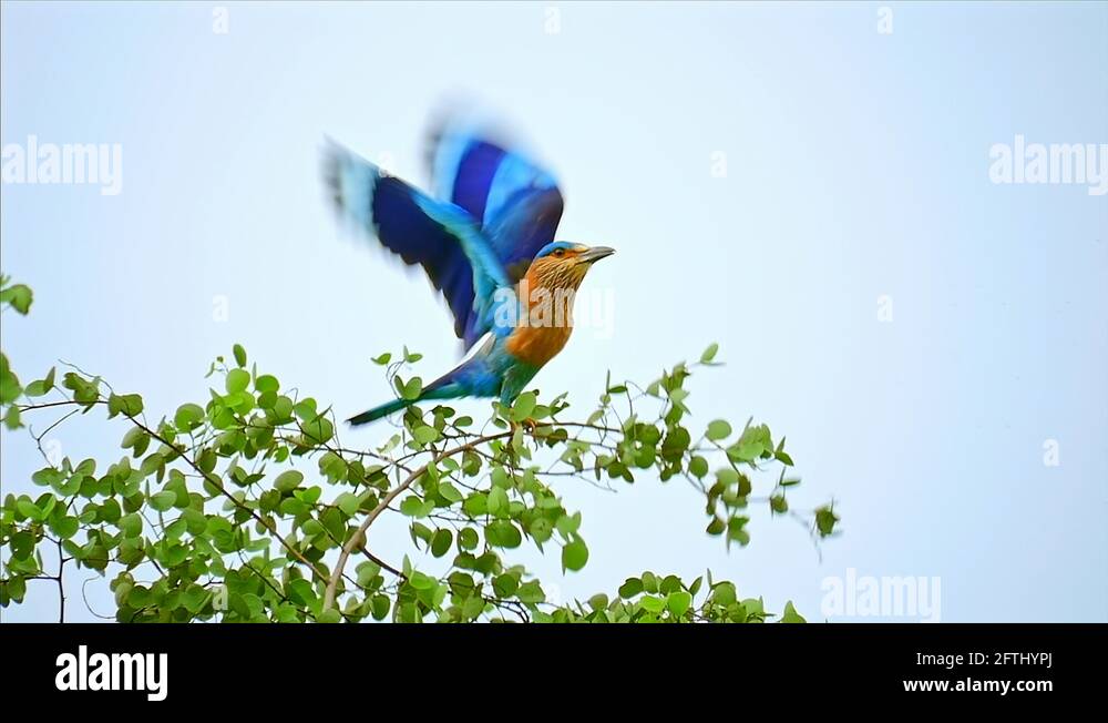 Roller bird portrait Stock Videos & Footage - HD and 4K Video Clips - Alamy