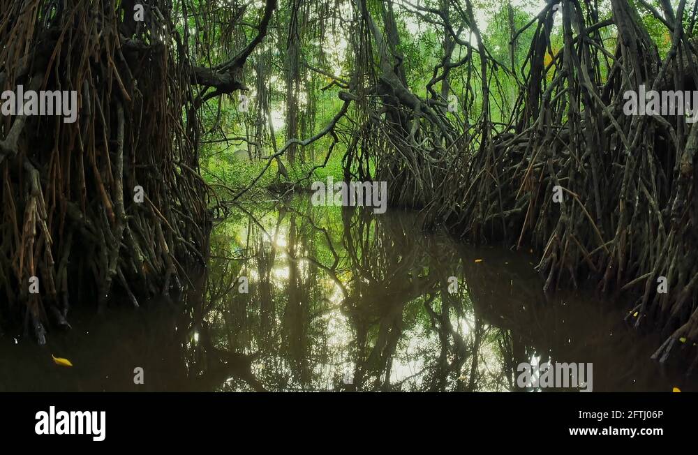 Large Mangroves reflecting in swamp water. Tree root system, twisted ...