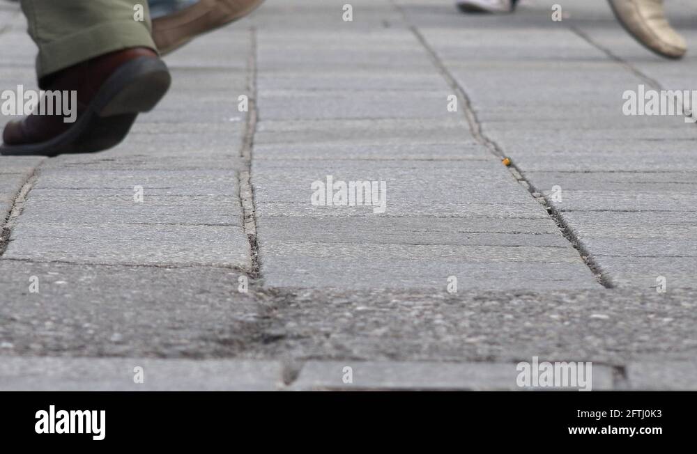 Zebra chair Stock Videos & Footage - HD and 4K Video Clips - Alamy