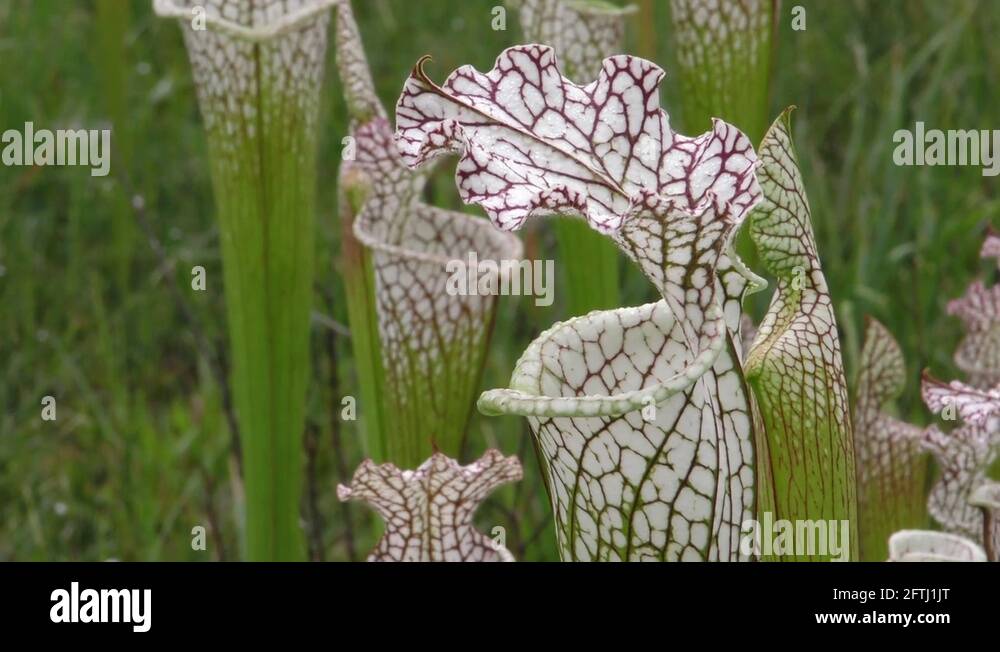 White topped pitcher plant sarracenia leucophylla Stock Videos ...