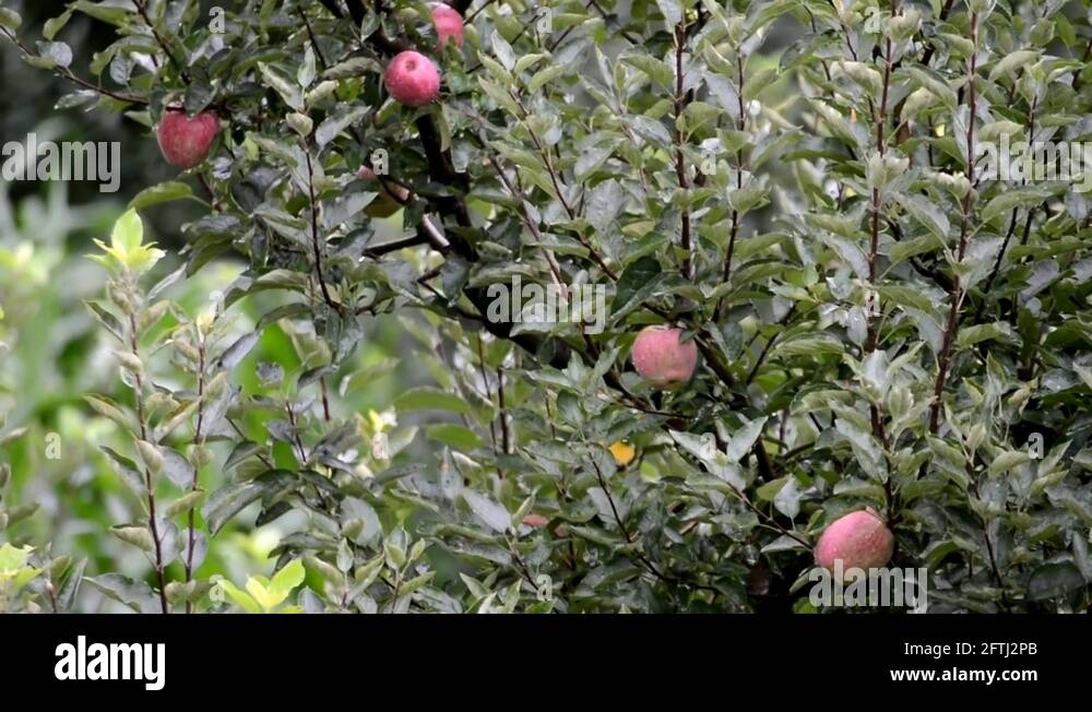 Indian apple tree Stock Videos & Footage - HD and 4K Video Clips - Alamy