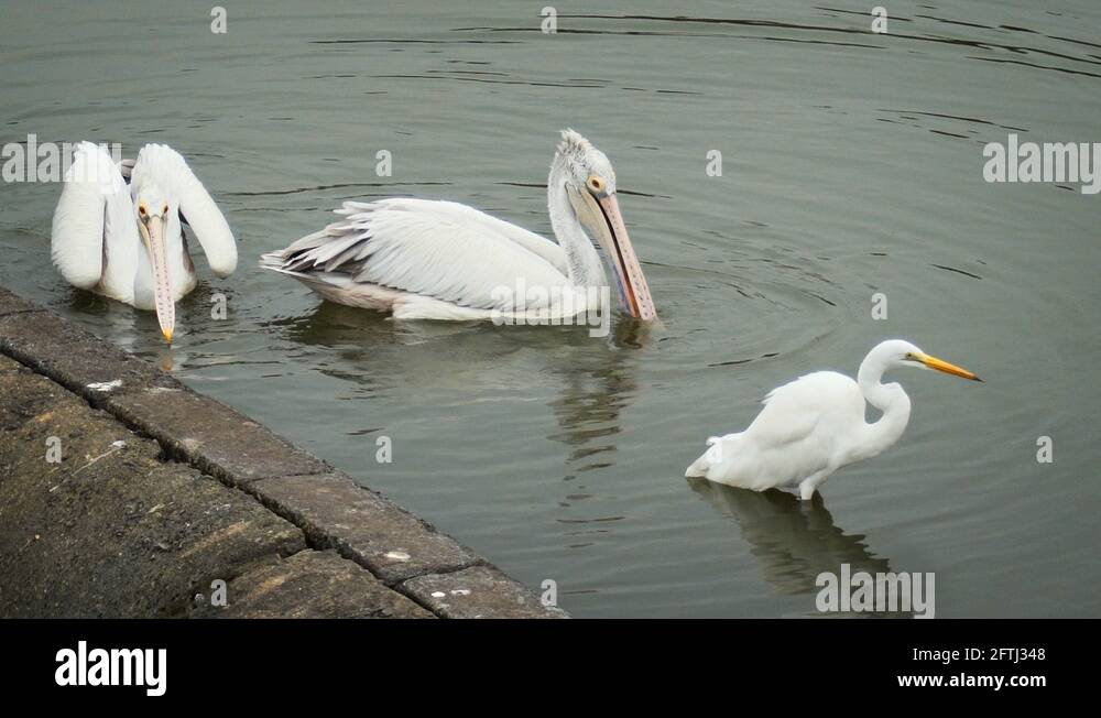 Animals birds pollution sea birds Stock Videos & Footage - HD and 4K ...