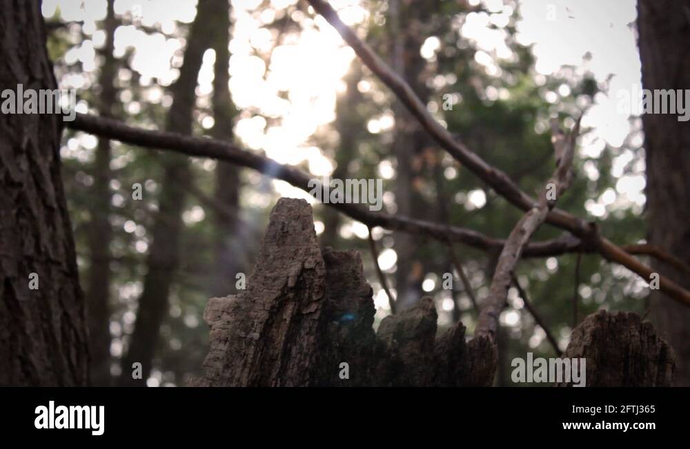 Prehistoric tree Stock Videos & Footage - HD and 4K Video Clips - Alamy