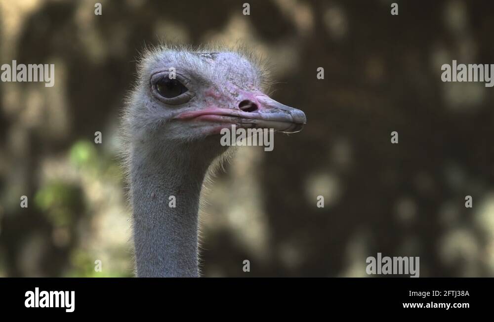 Cute Ostrich Poses for Camera. FullHD footage Stock Video Footage - Alamy