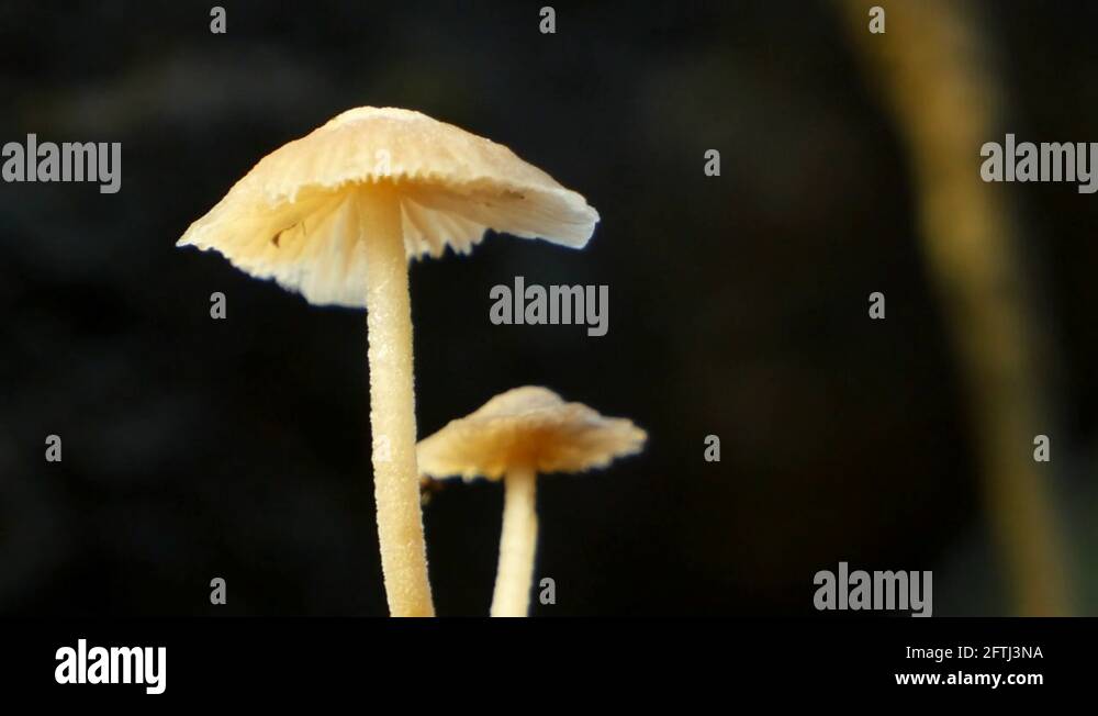 Fungi spores fruting body releasing spores into the air Stock Video ...