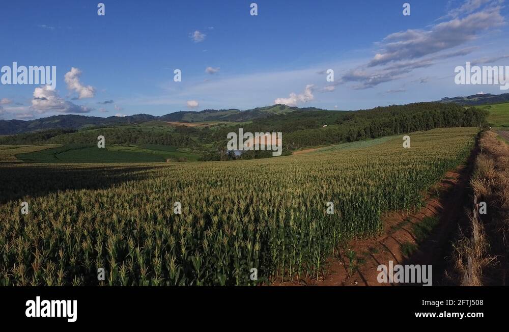 Field brazil Stock Videos & Footage - HD and 4K Video Clips - Alamy
