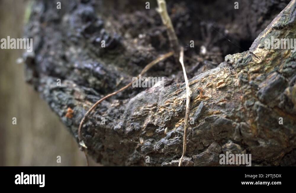 Plant segment Stock Videos & Footage - HD and 4K Video Clips - Alamy