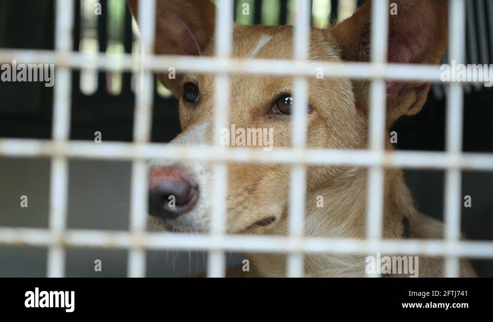 Poor looking dog in the street Stock Videos & Footage - HD and 4K Video ...