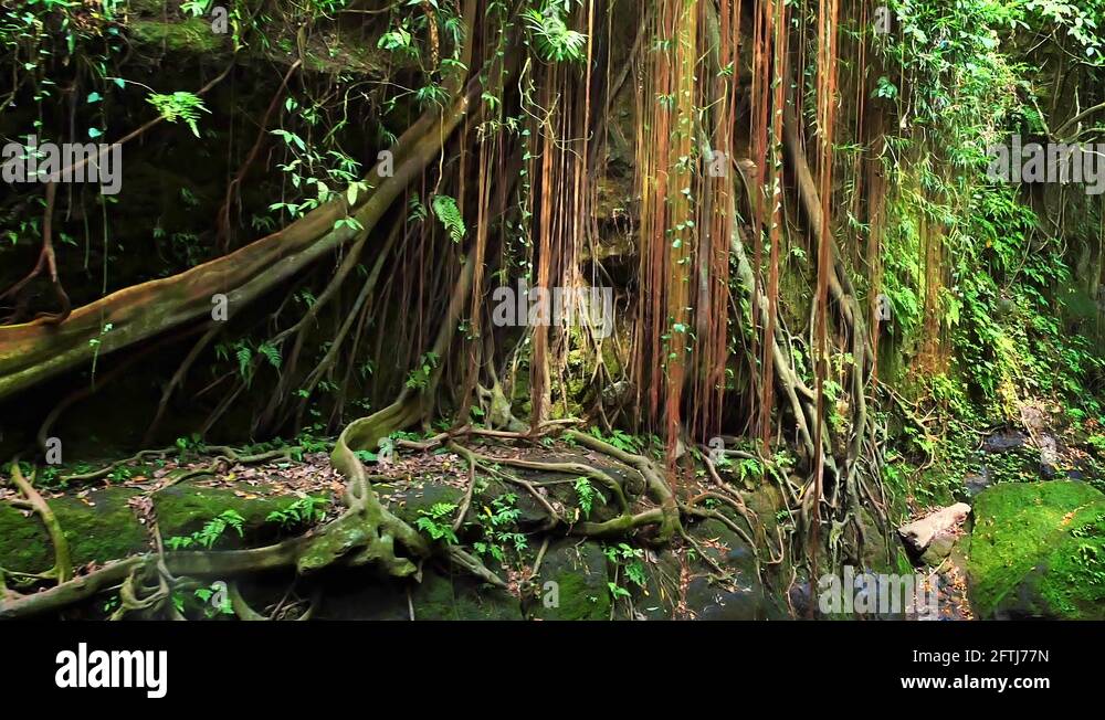 Rain forest plants large green leaves Stock Videos & Footage - HD and ...