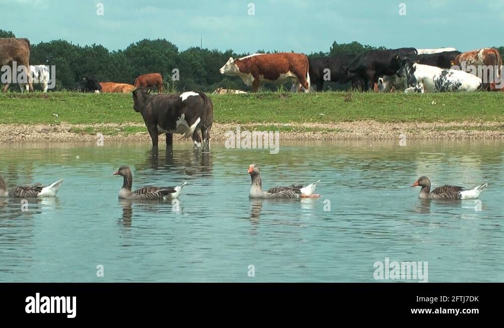 Floating farm cows Stock Videos & Footage - HD and 4K Video Clips - Alamy