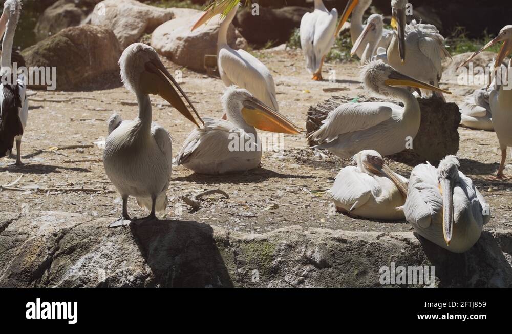 Cool zoo Stock Videos & Footage - HD and 4K Video Clips - Alamy