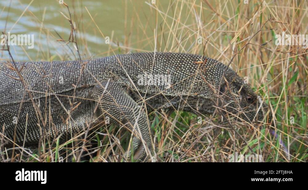 Big wild Asian Varan Lizard with tongue out creeping through grass in ...