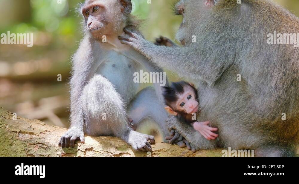 Animals helping each other Stock Videos & Footage - HD and 4K Video ...