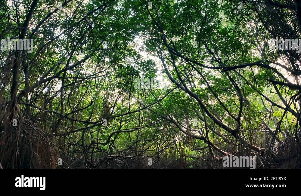 Forest canopy plants Stock Videos & Footage - HD and 4K Video Clips - Alamy