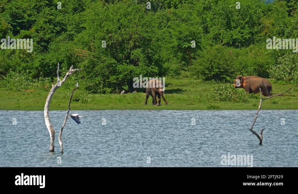 Wild animals in their environment Stock Videos & Footage - HD and 4K ...