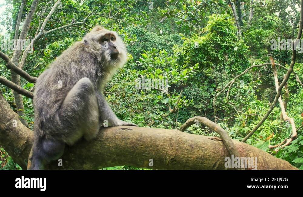 Primate in natural habitat Stock Videos & Footage - HD and 4K Video ...