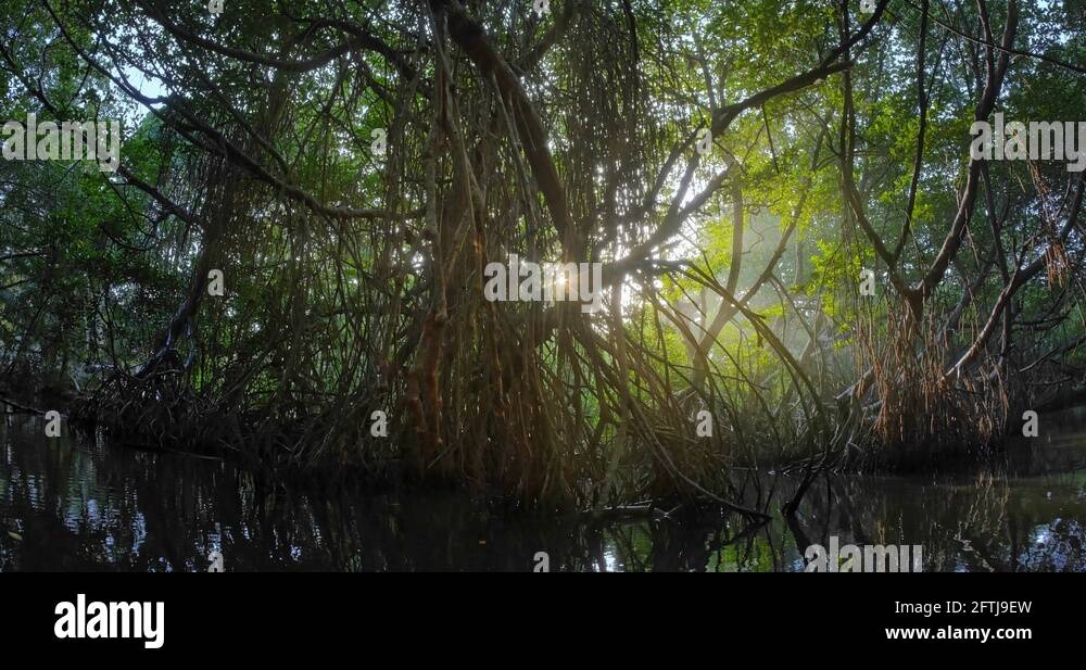 Beautiful tidal swamp ecosystem of mangrove forest in river delta in ...