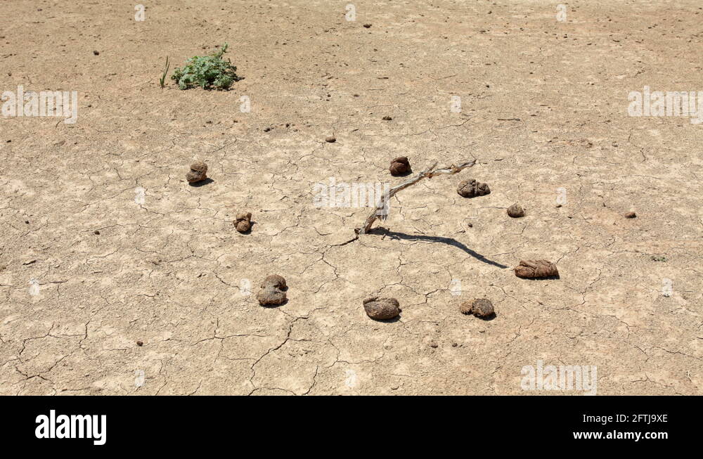 Animal faeces Stock Videos & Footage - HD and 4K Video Clips - Alamy