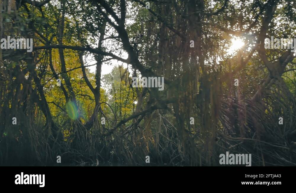 Complex ecosystem Stock Videos & Footage - HD and 4K Video Clips - Alamy