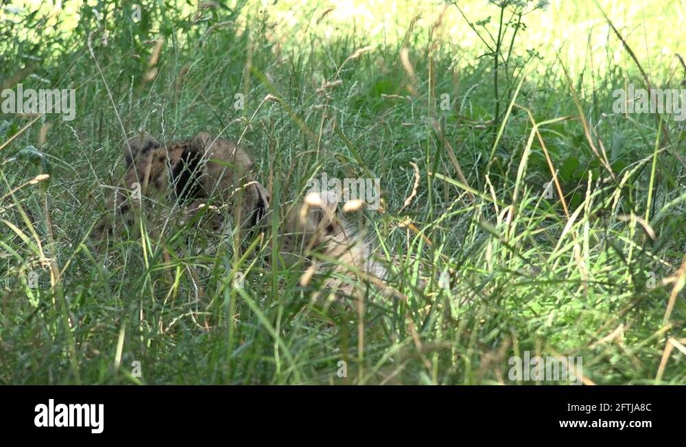 African jaguar Stock Videos & Footage - HD and 4K Video Clips - Alamy