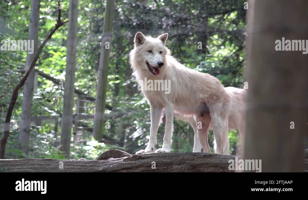 Arctic wolf hunting Stock Videos & Footage - HD and 4K Video Clips - Alamy