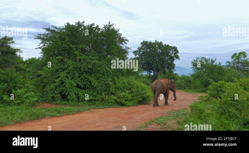 Park and nature reserve Stock Videos & Footage - HD and 4K Video Clips ...