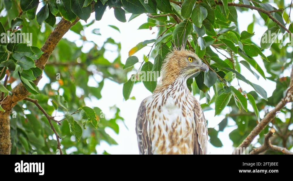 Hawk crest Stock Videos & Footage - HD and 4K Video Clips - Alamy