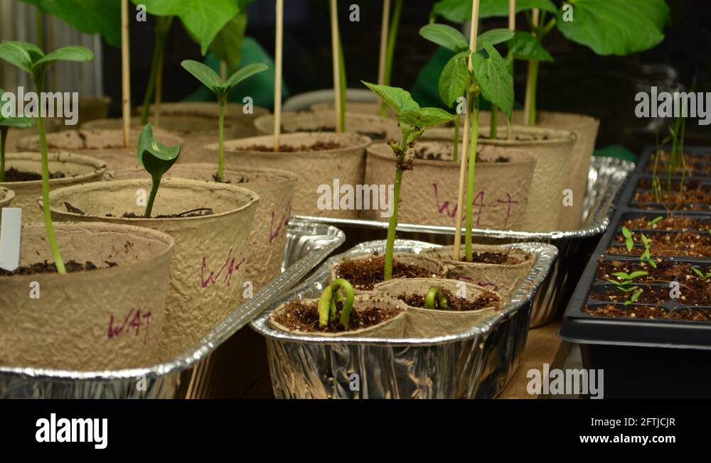 Planting time on japanese Stock Videos & Footage - HD and 4K Video ...