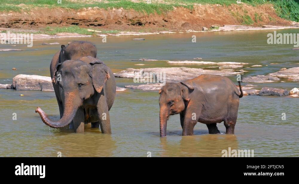 Happy cute elephant Stock Videos & Footage - HD and 4K Video Clips - Alamy