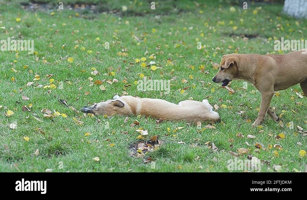 Catching stray dogs Stock Videos & Footage - HD and 4K Video Clips - Alamy