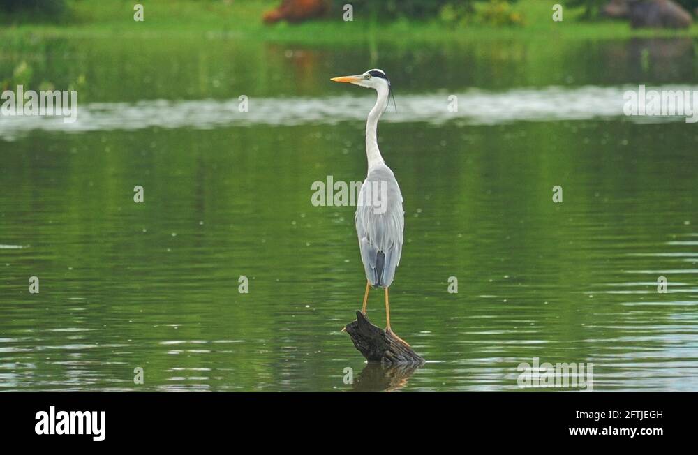 Long neck bird with yellow beak Stock Videos & Footage - HD and 4K ...