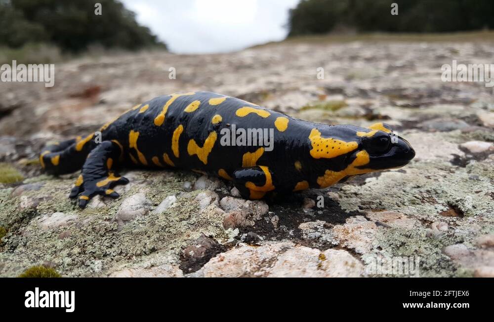 European fire salamander Stock Videos & Footage - HD and 4K Video Clips ...