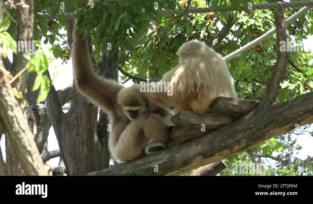Animal hang on tree Stock Videos & Footage - HD and 4K Video Clips - Alamy