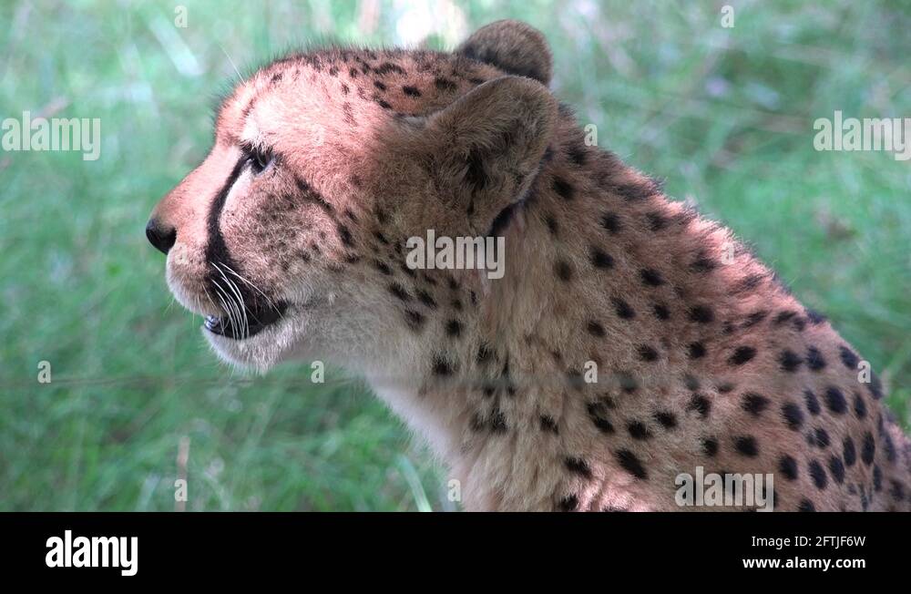 Carnivore danger feline hunter Stock Videos & Footage - HD and 4K Video ...