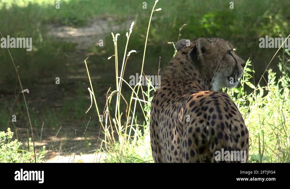Feline hunt Stock Videos & Footage - HD and 4K Video Clips - Alamy