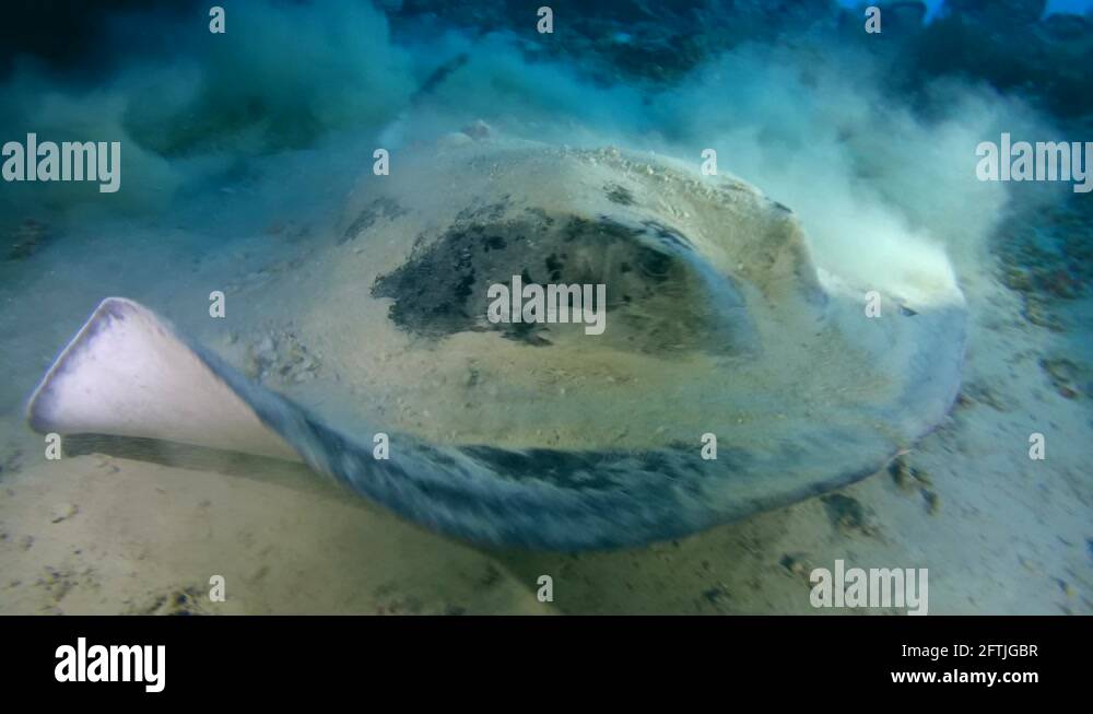 Giant ribbon ray fish Stock Videos & Footage - HD and 4K Video Clips ...