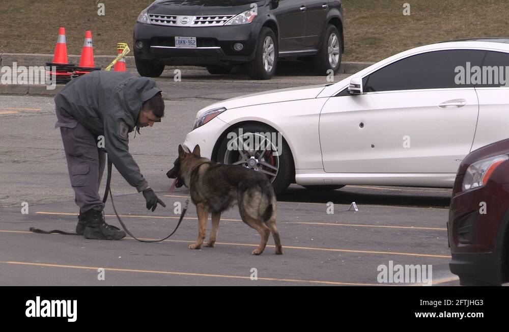 Police officer with canine dog at shooting crime scene in nightclub ...