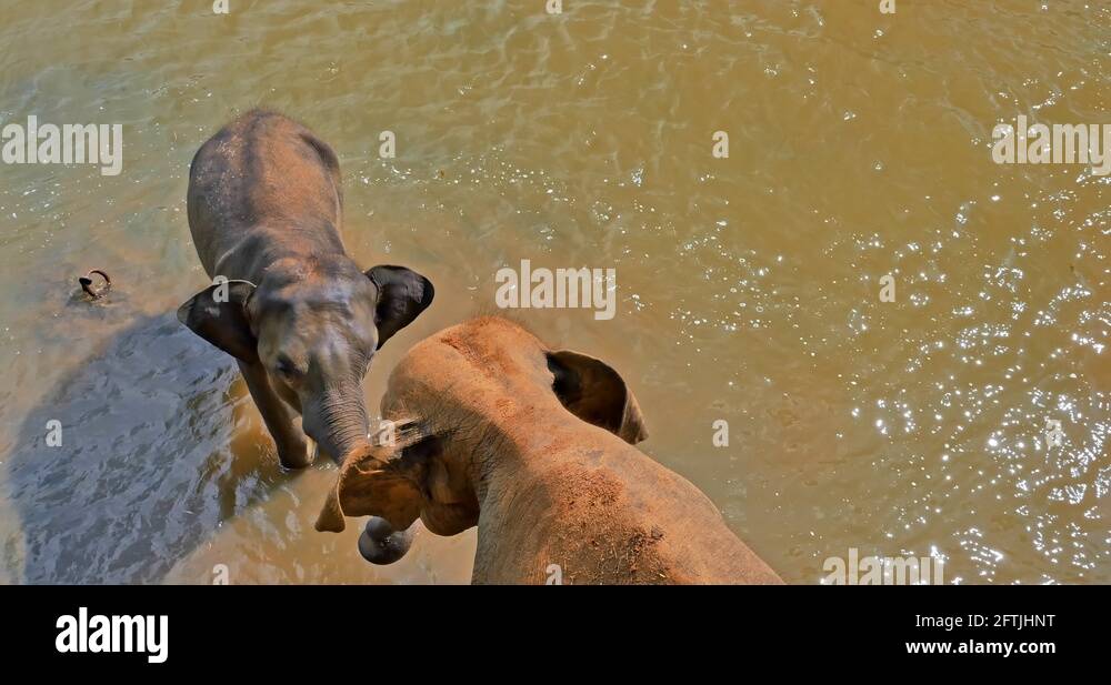 Wild animal orphanage Stock Videos & Footage - HD and 4K Video Clips ...