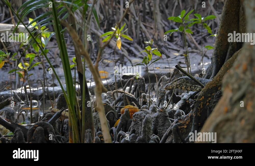 Human litter nature Stock Videos & Footage - HD and 4K Video Clips - Alamy