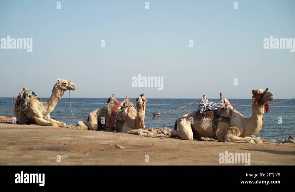 Lying camels Stock Videos & Footage - HD and 4K Video Clips - Alamy