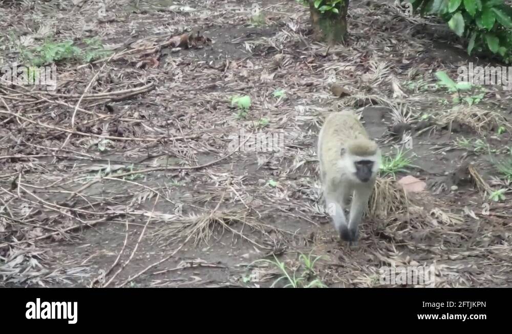 Vervet monkey catching and eating bugs Stock Video Footage - Alamy