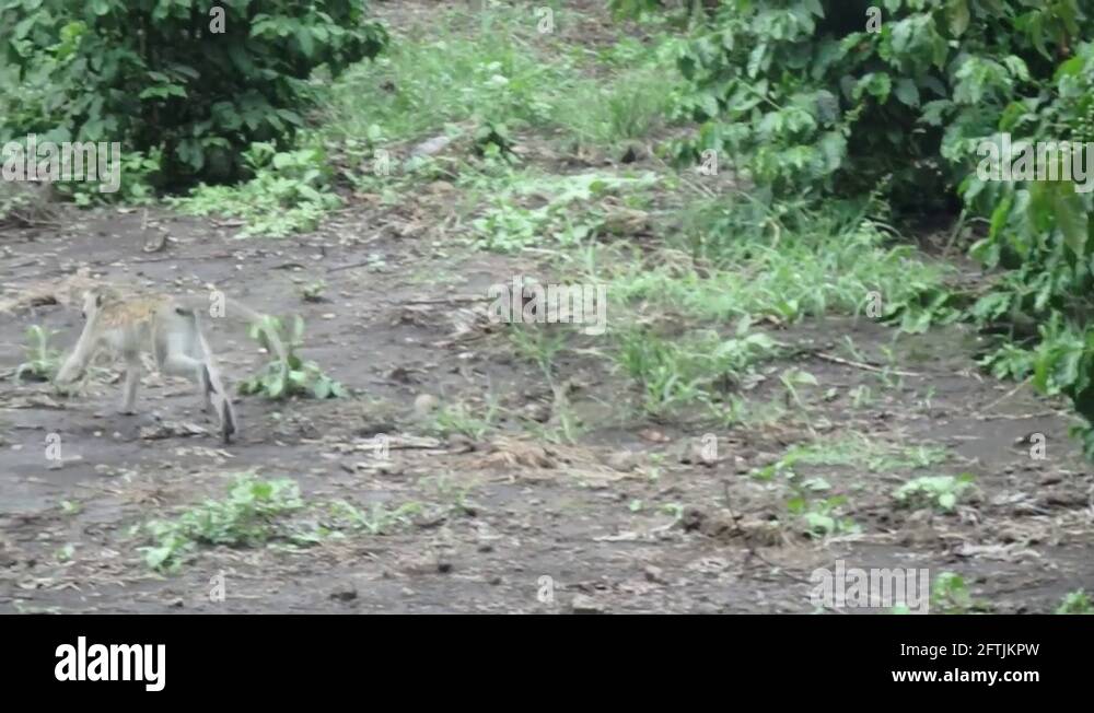 Monkey pest Stock Videos & Footage - HD and 4K Video Clips - Alamy