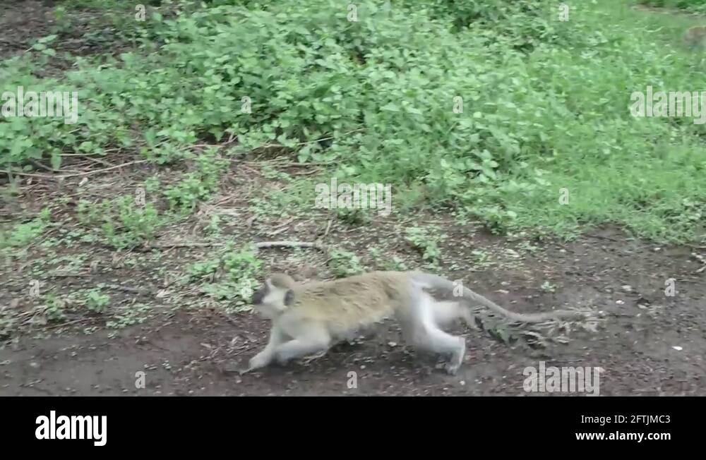 Monkey posture Stock Videos & Footage - HD and 4K Video Clips - Alamy
