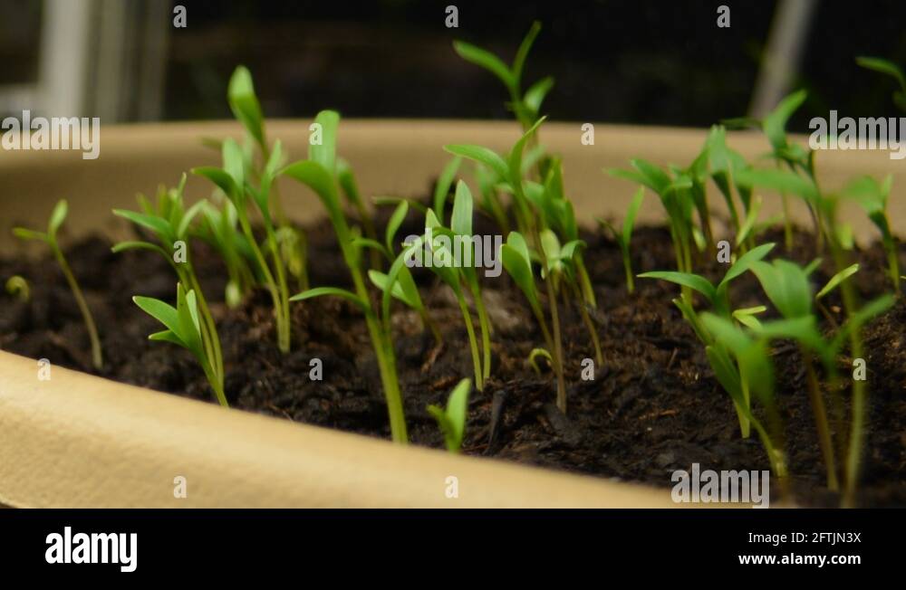 Cilantro plant up close garden Stock Videos & Footage - HD and 4K Video ...